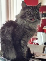 Mon petit chat ne va pas bien ! 🐾 sur le forum Blabla 18-25 ans - 10-06 ...