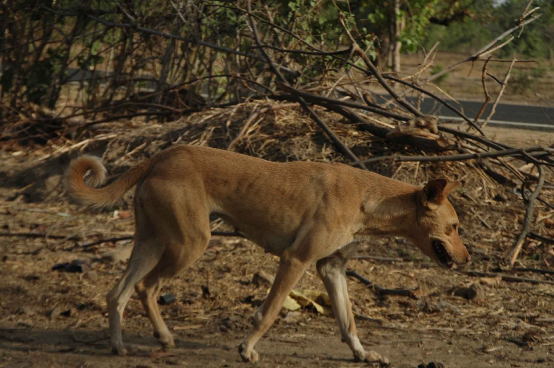 Les "nouvelles" races de Chiens sur le forum Nature et Animaux - 26-12 ...