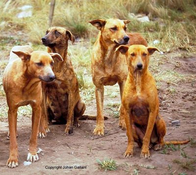 Les "nouvelles" races de Chiens sur le forum Nature et Animaux - 26-12 ...