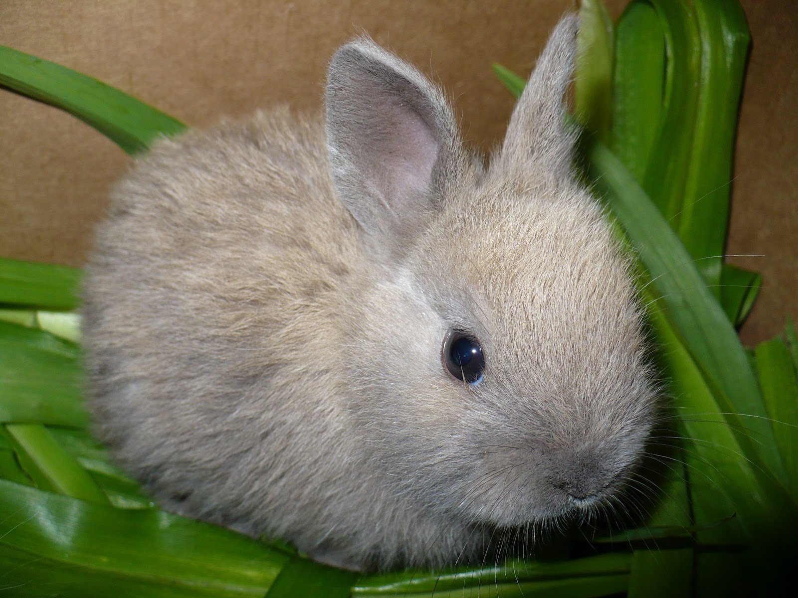 Oh, le joli lapinou ! sur le forum Blabla 15-18 ans - 29-04-2014 21:03:40 - jeuxvideo.com