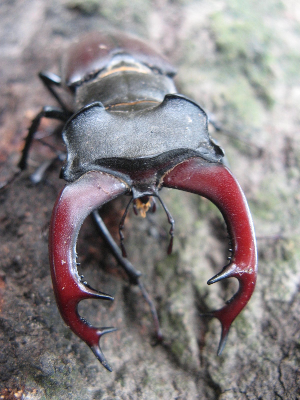 Les insectes du Maroc ! 😱 sur le forum Blabla 18-25 ans - 19-07-2015 04 ...