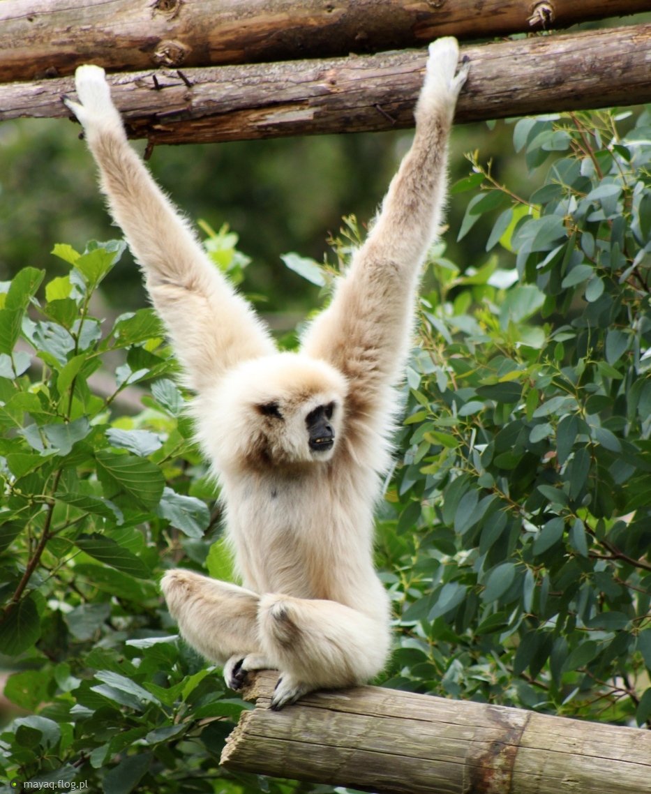 OMG mais les GIBONS cette DÉGAINE DE MERDE :rire: sur le forum Blabla ...