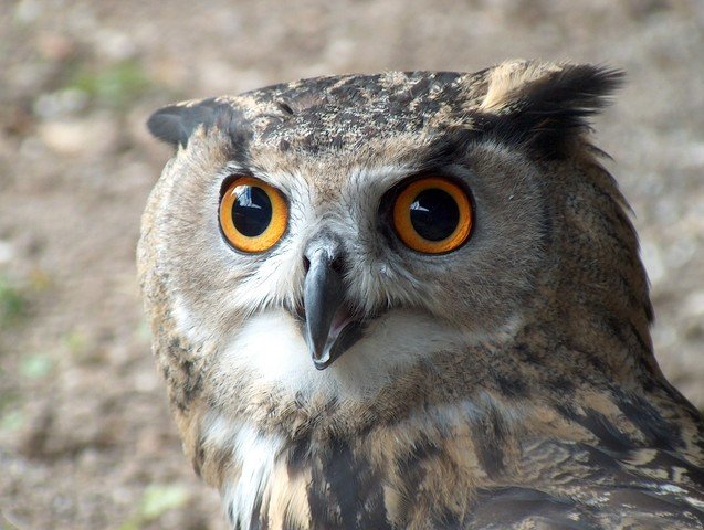 image de hibou - Image De