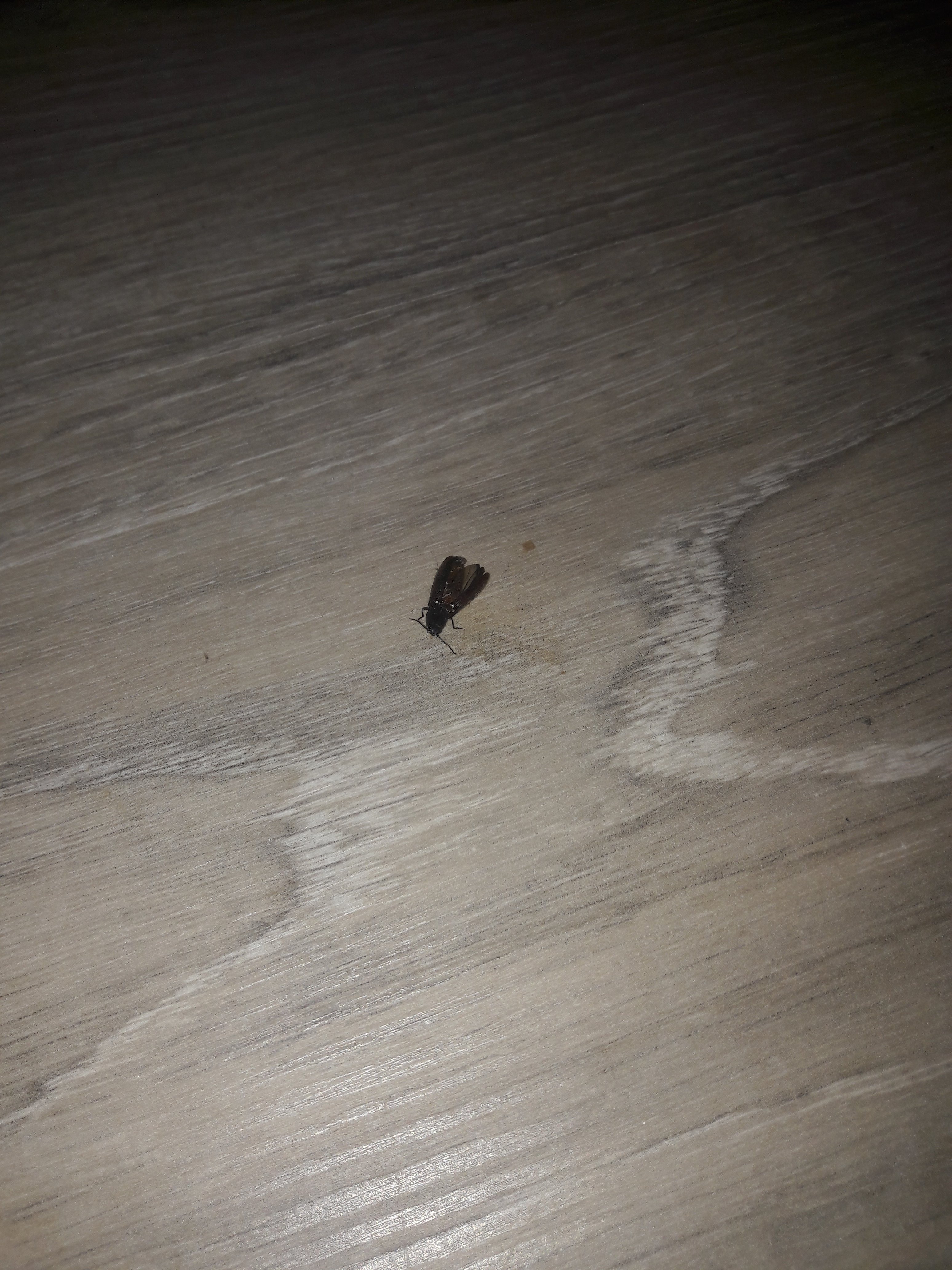 [PHOTO] c'est quoi cette bestiole ? sur le forum Blabla 18-25 ans - 16 ...
