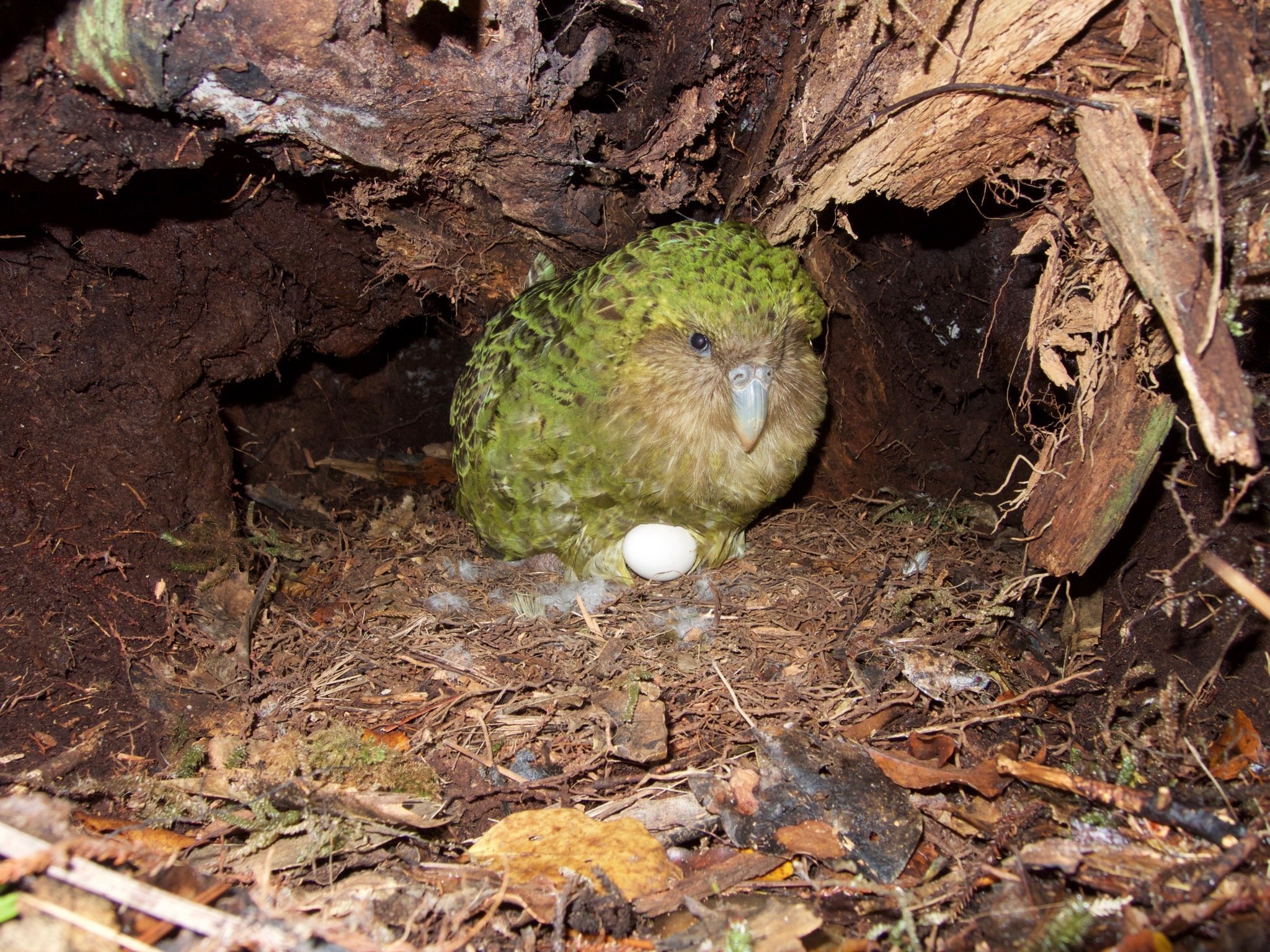 Le KAKAPO est un OISEAU qui ressemble à un putain de POKÉMON sur le ...