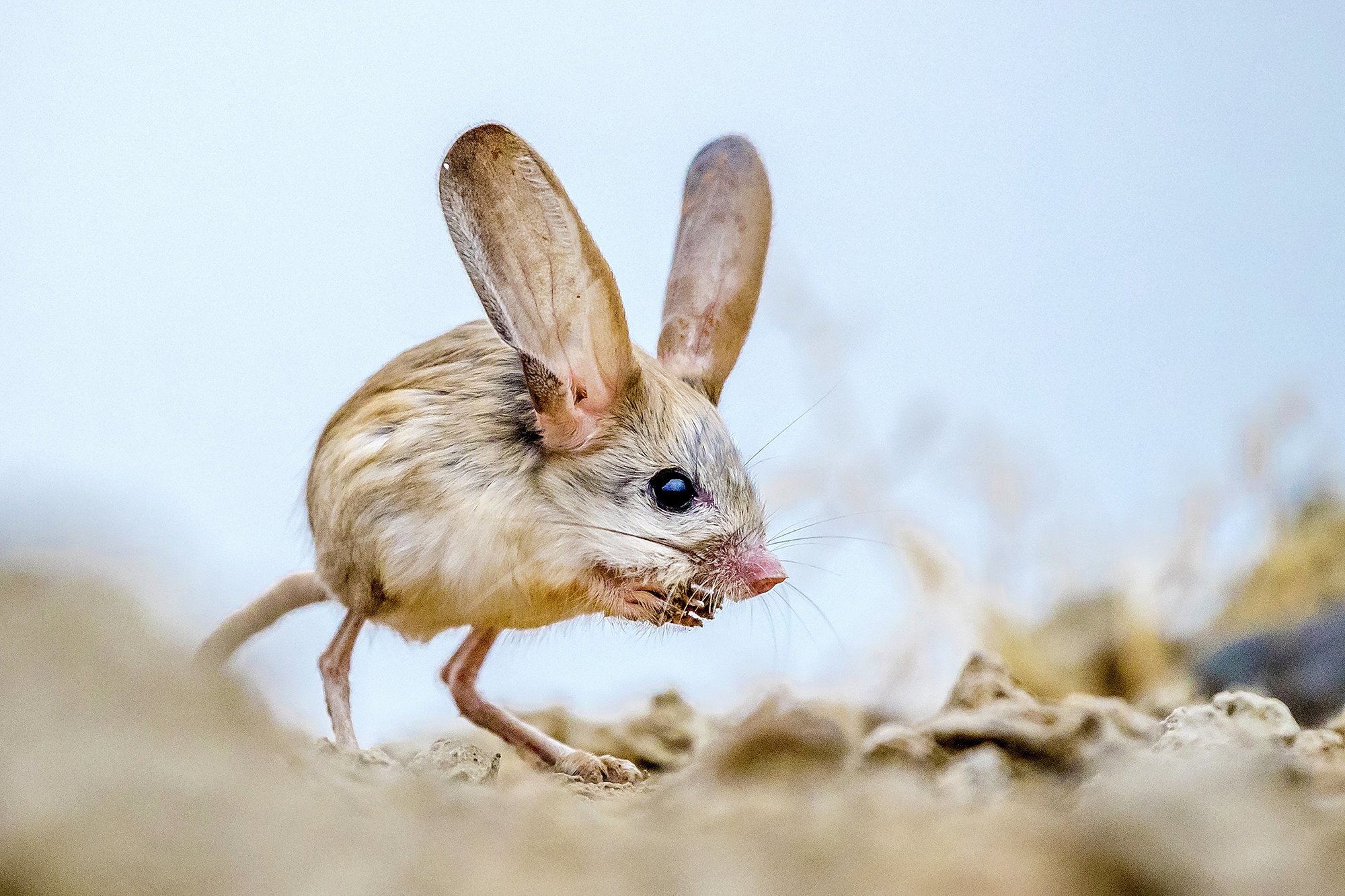 La Gerboise, on en talk de cette créature du Sheitan ? sur le forum ...
