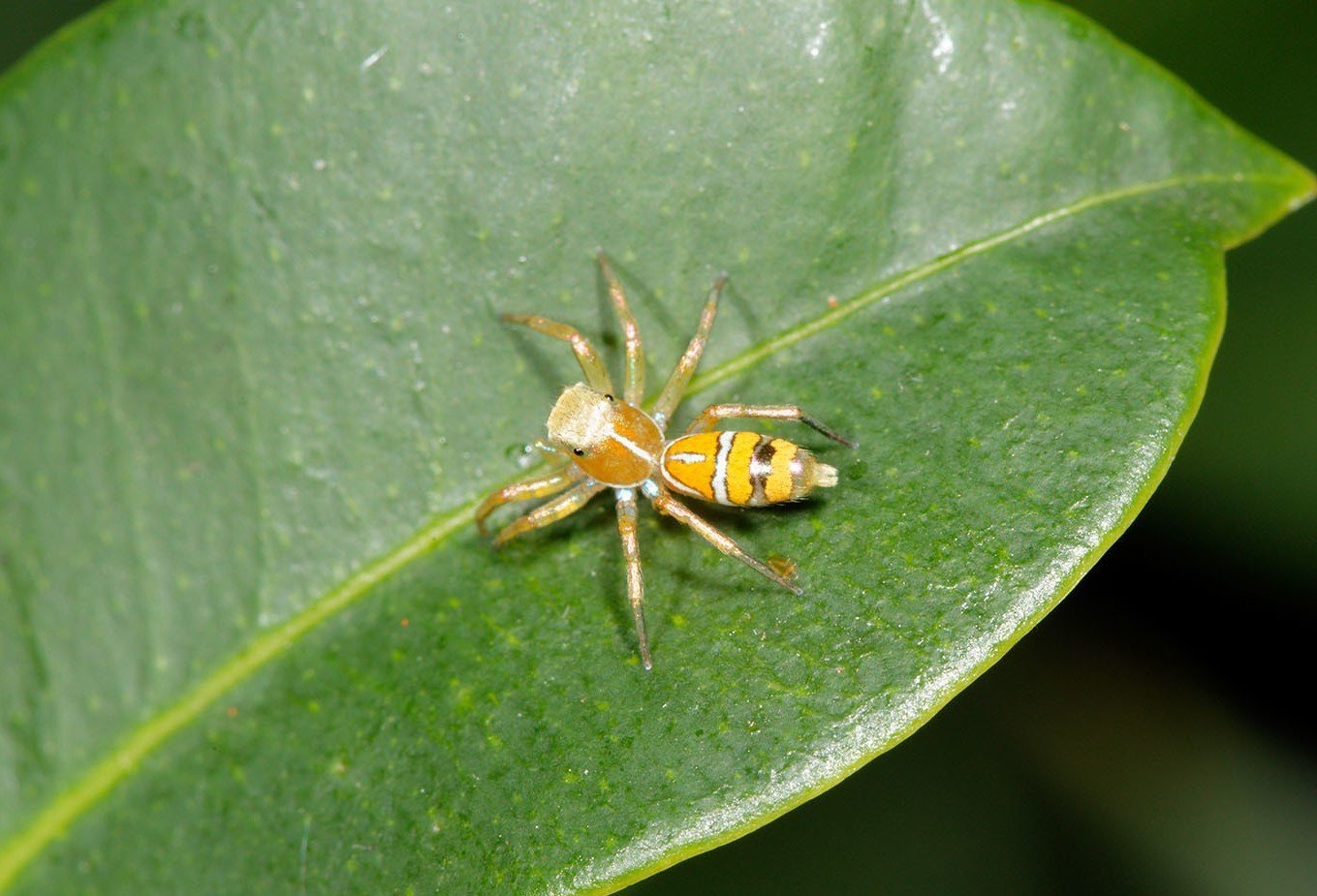 Le Mimétisme et ses différents formes, explication sur le forum Blabla ...