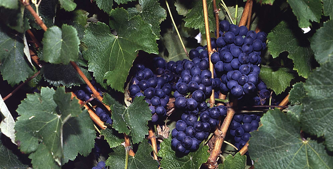 [PHOTO] Cette Négrette bien juteuse, vous lui faites quoi ? sur ...