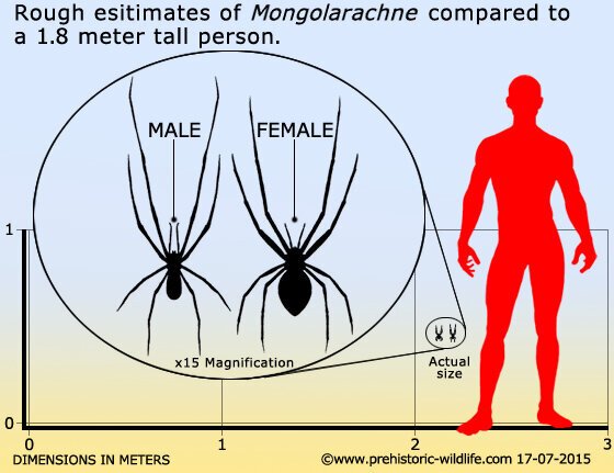 Alerte araignée géante en France photo no fake sur le forum Blabla 18-25 ans - 22-09-2023 19:54: ...