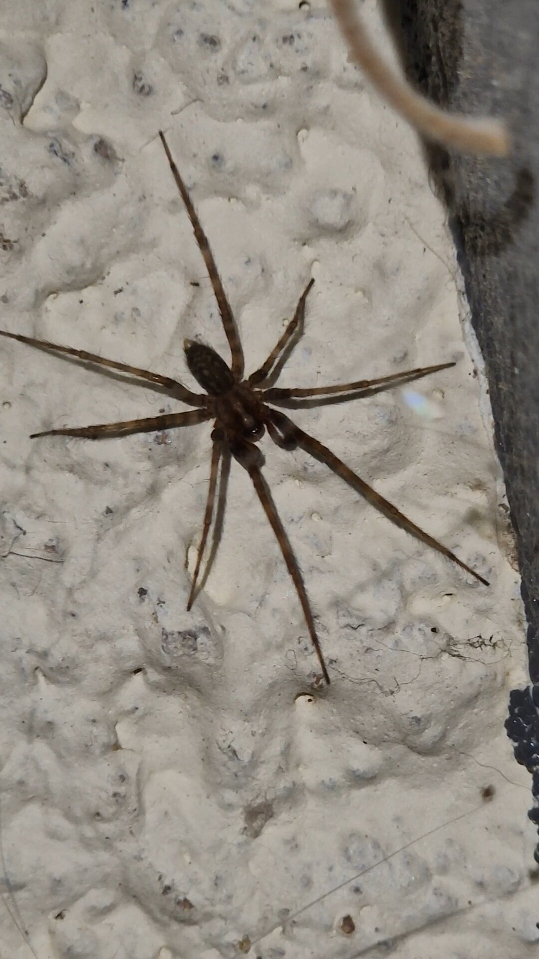 AYAA J'ai CAPTURÉ les 2 ARAIGNÉES les plus DANGEREUSES le MÊME JOUR sur JvArchive forum 18-25 ...