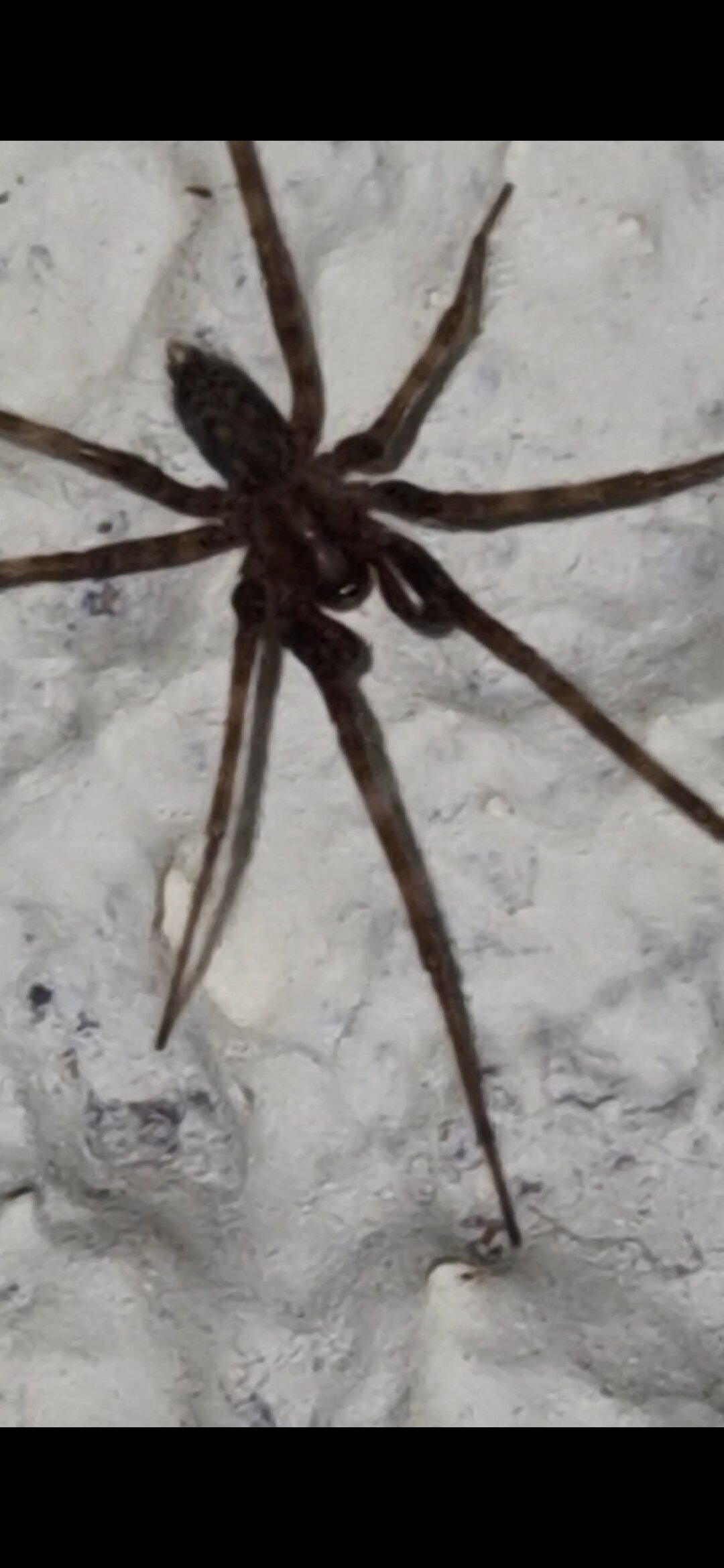 AYAA J'ai CAPTURÉ les 2 ARAIGNÉES les plus DANGEREUSES le MÊME JOUR sur JvArchive forum 18-25 ...