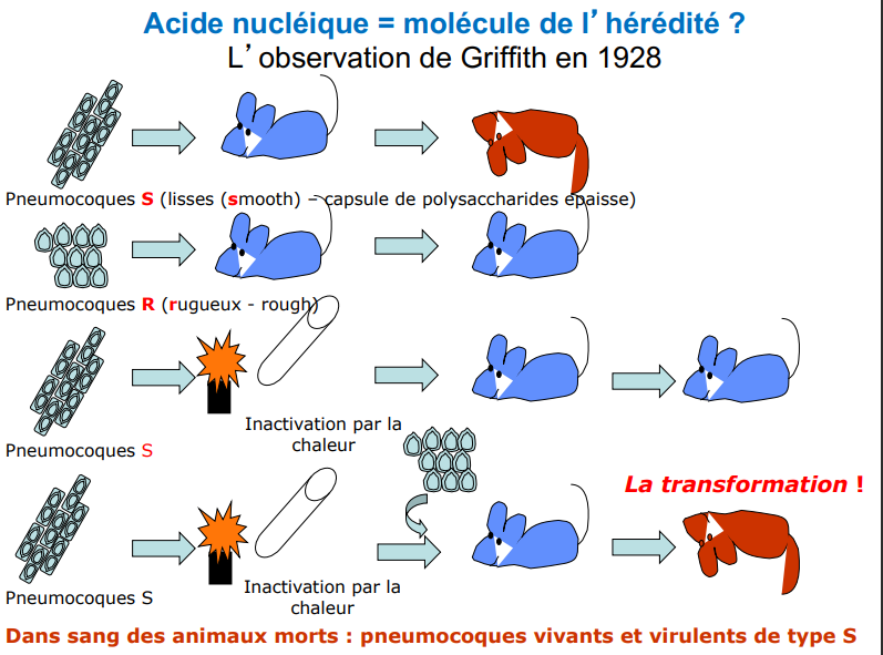 Explication diapo experience genome - UE1 - Génome - Tutorat Associatif ...