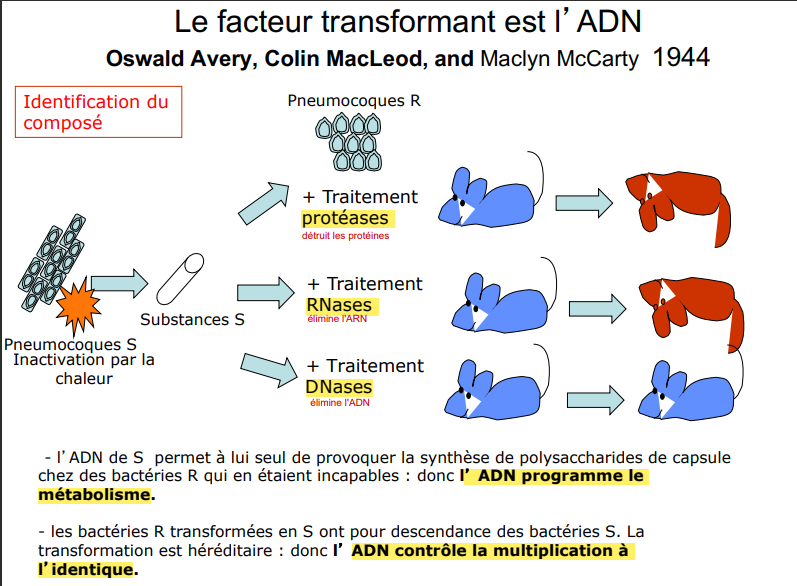 Explication diapo experience genome - UE1 - Génome - Tutorat Associatif ...