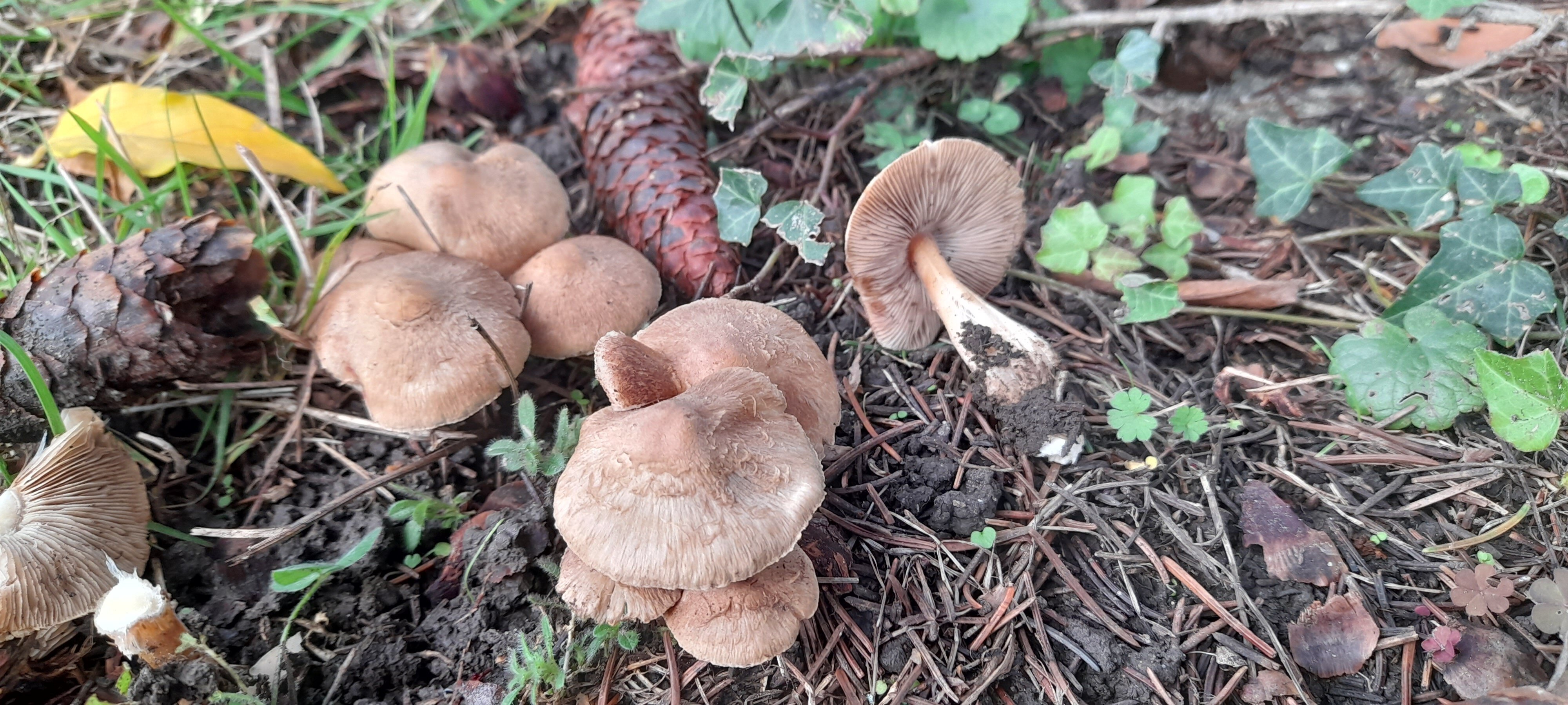 Identification de champignons sur Onche