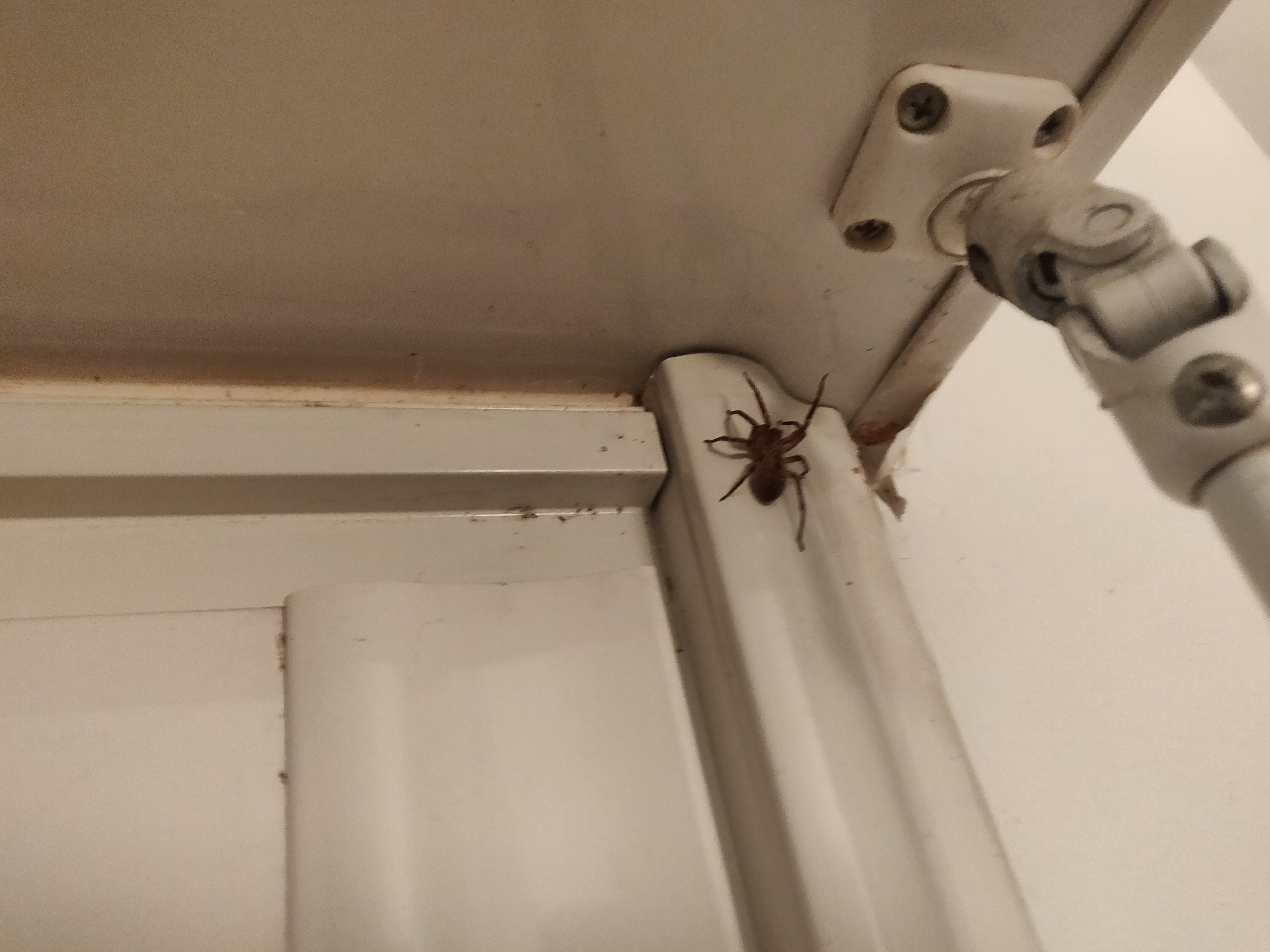 HELP : Quelqu'un connait cette araignée ? sur le forum Blabla 18-25 ans - 07-12-2023 23:23:16 ...