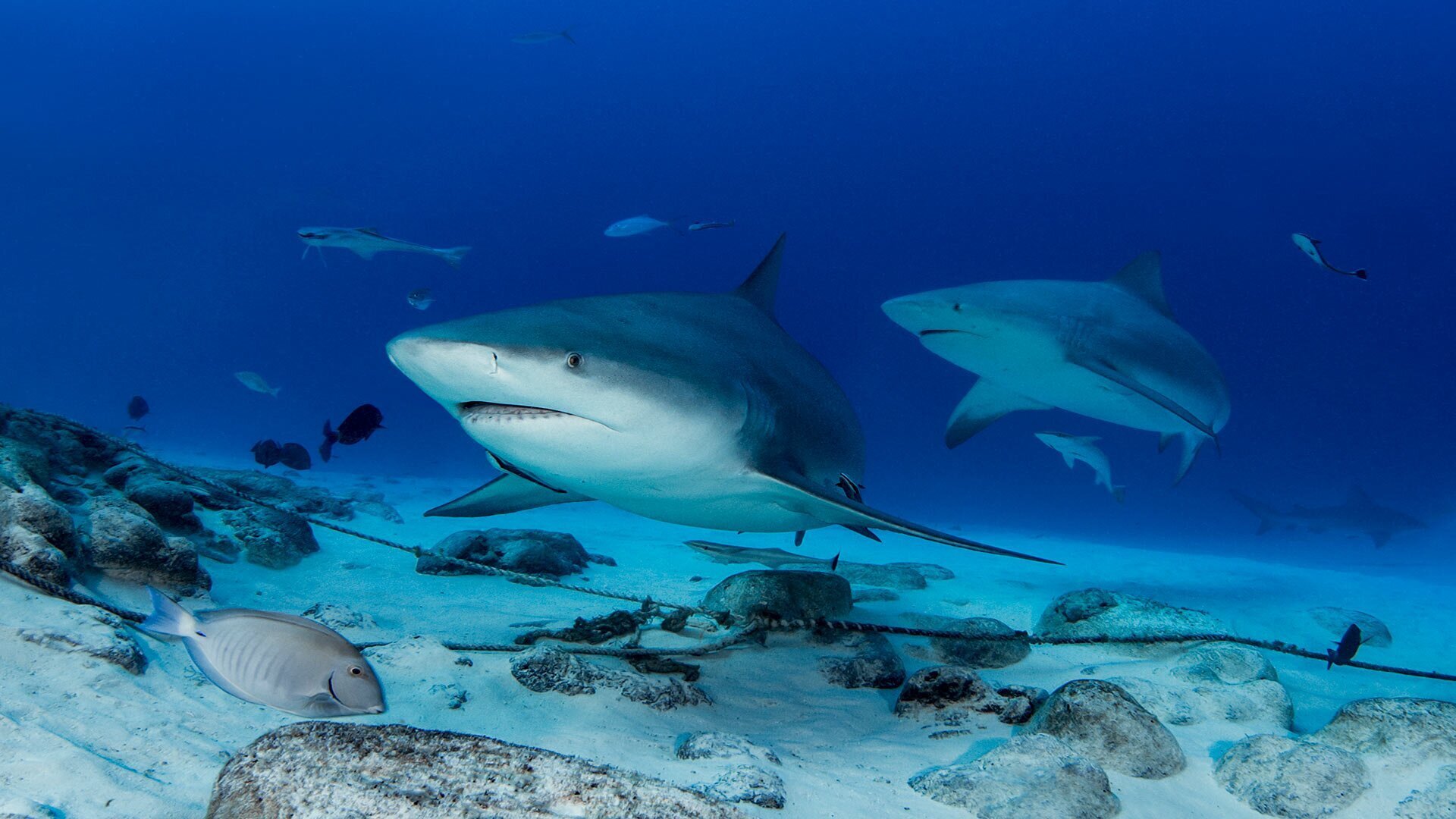 [DILEMME] 1 milliard mais vous devez sauter au milieu des requins sur ...