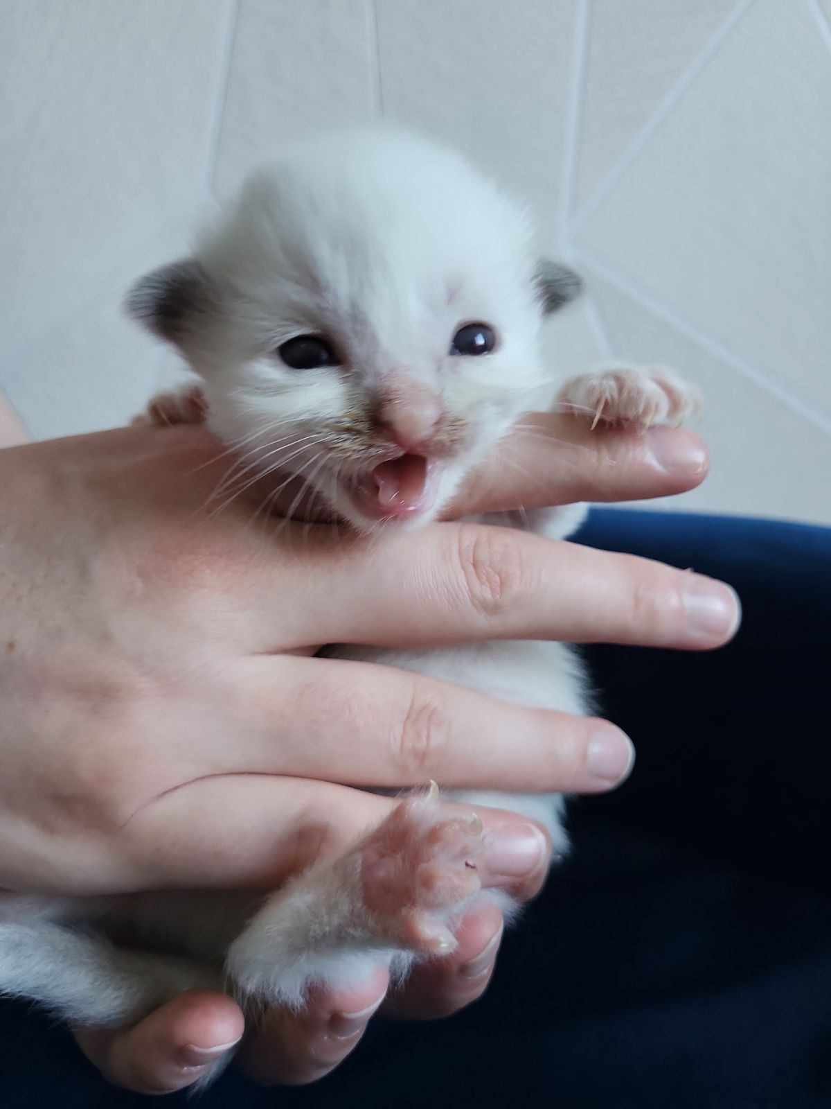 Elevage Des Ragma - eleveur de chats Ragdoll