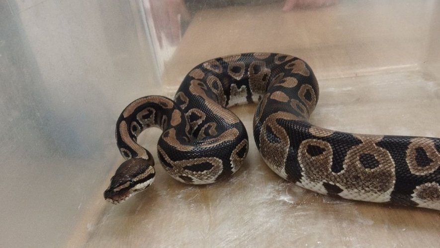 Un python VS un cobra? sur le forum Blabla 18-25 ans - 29-06-2026 01:47 ...